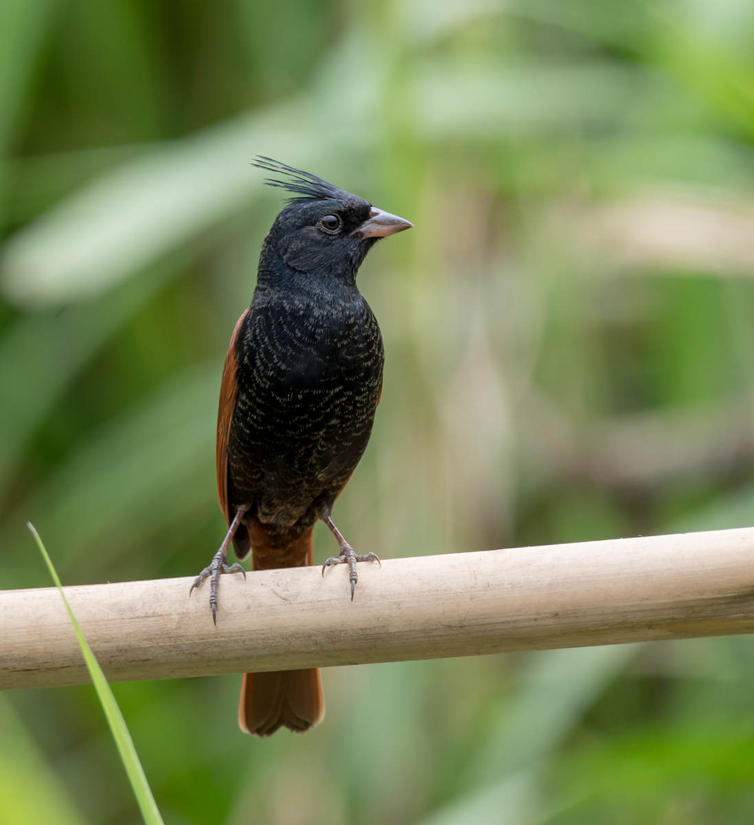Crested and Proud - 10,000 Birds