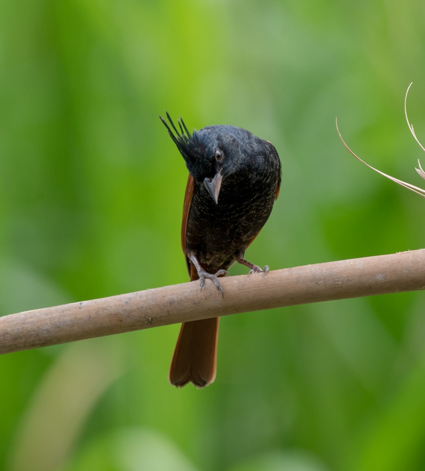 Birding Nonggang, Guangxi, China - 10,000 Birds