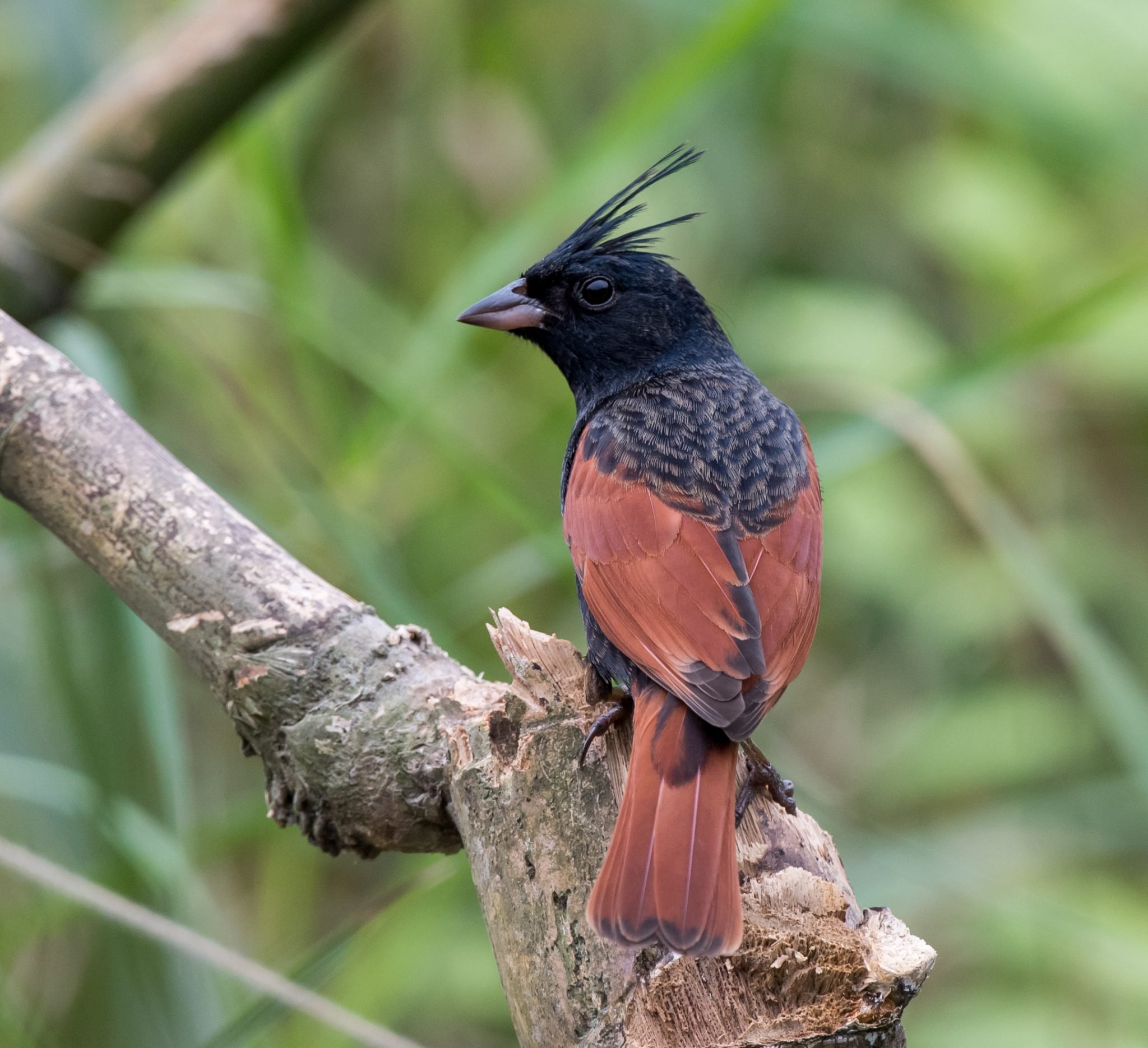 Birding Nonggang, Guangxi, China - 10,000 Birds