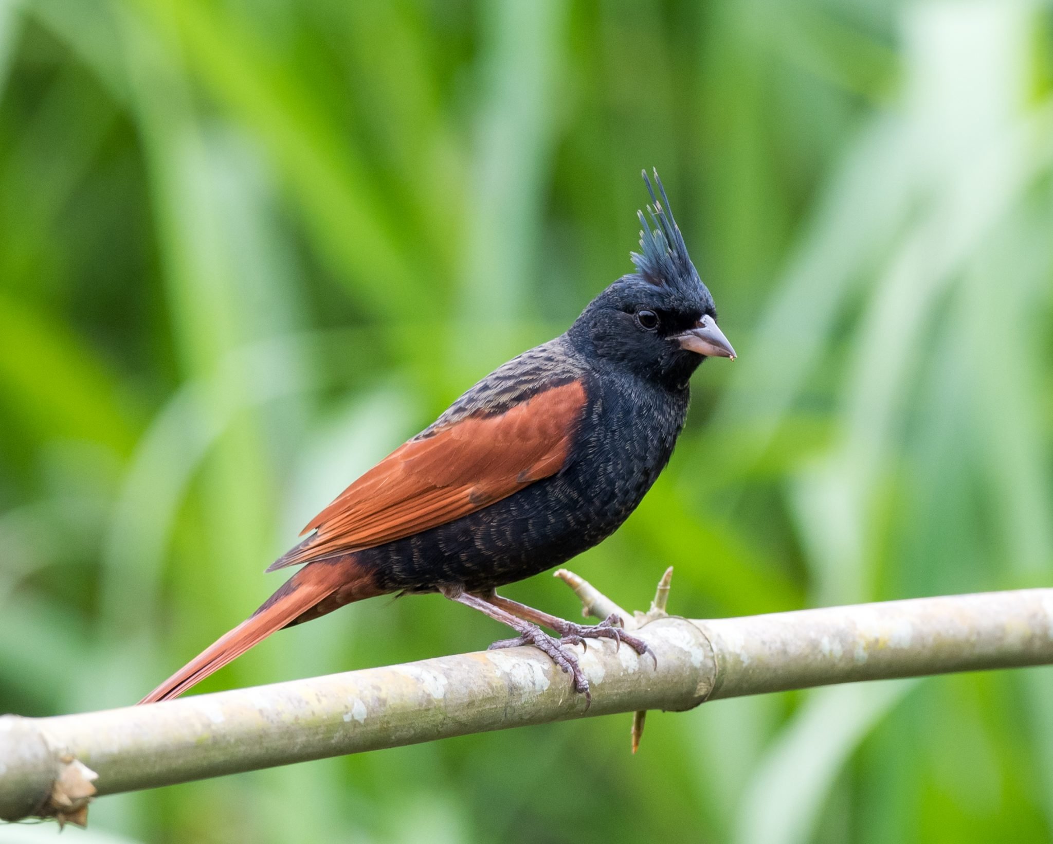 Birding Nonggang, Guangxi, China - 10,000 Birds
