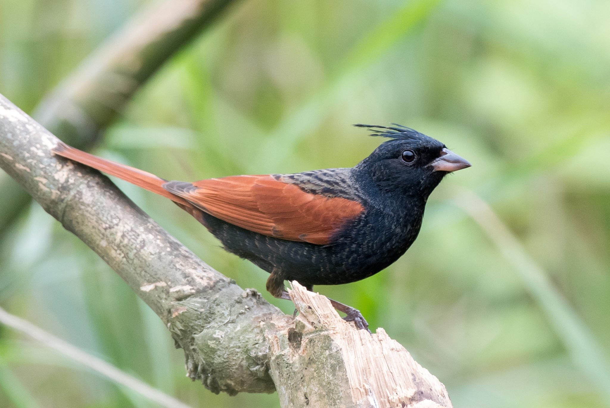 Birding Nonggang, Guangxi, China - 10,000 Birds
