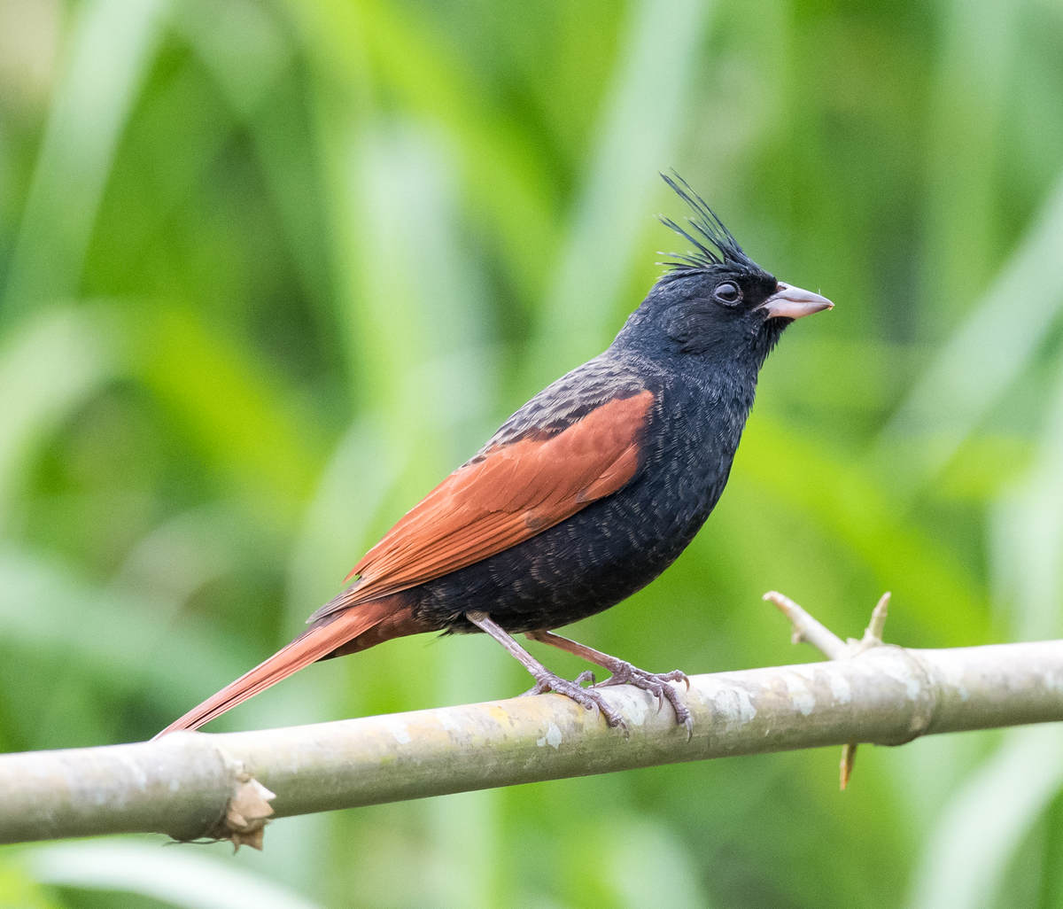 Crested and Proud - 10,000 Birds