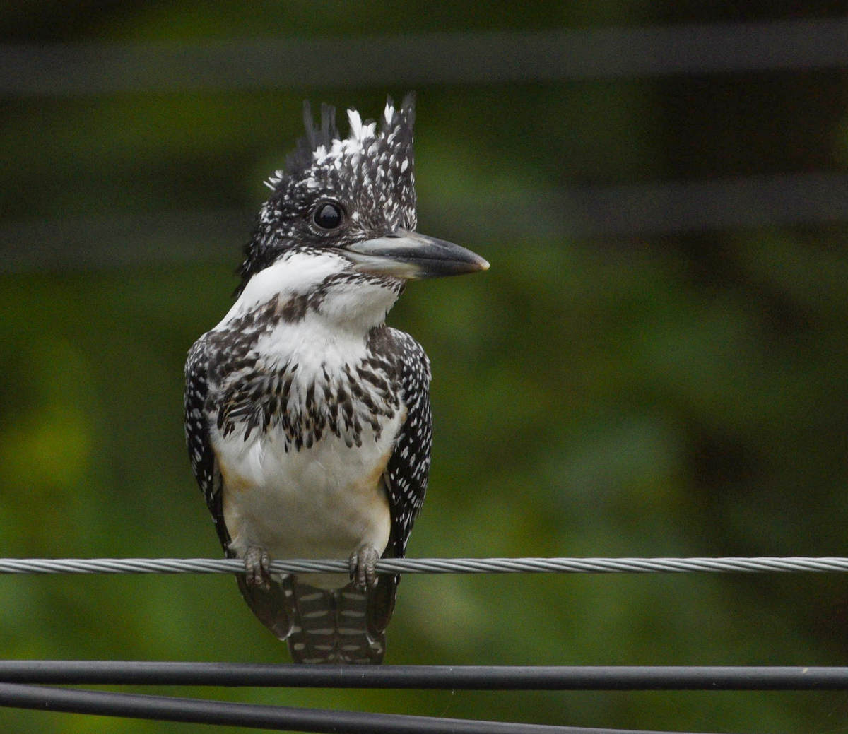 Crested and Proud - 10,000 Birds