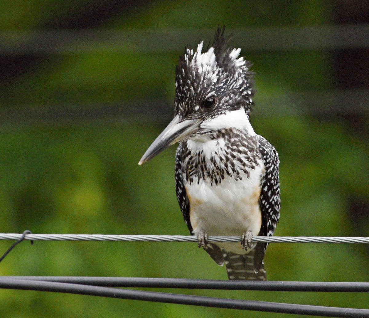 Crested and Proud - 10,000 Birds
