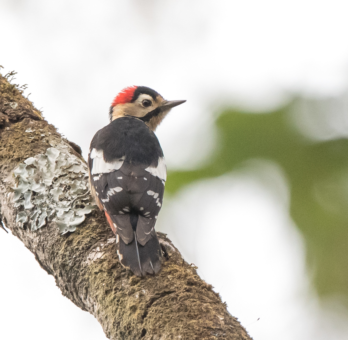 Not enough Woodpeckers - 10,000 Birds