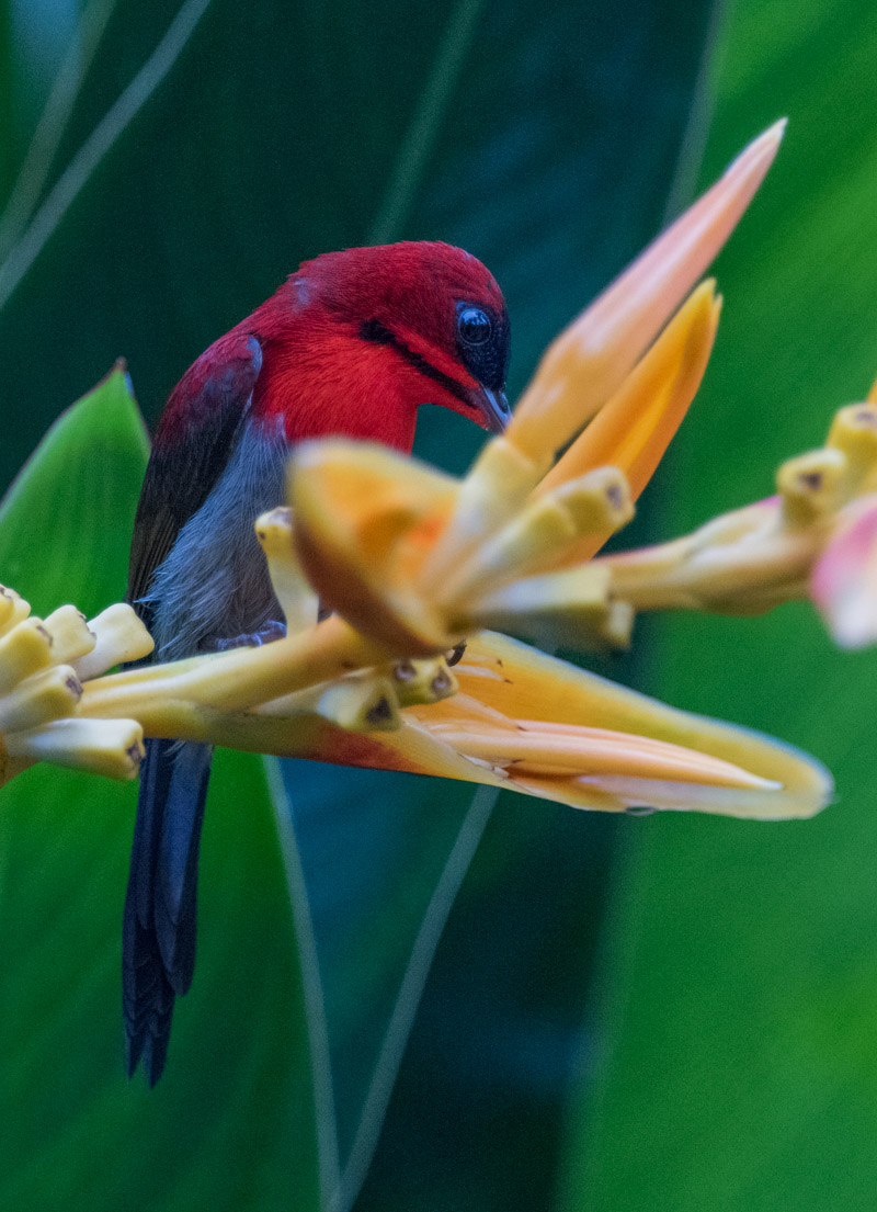 Birding Singapore - 10,000 Birds
