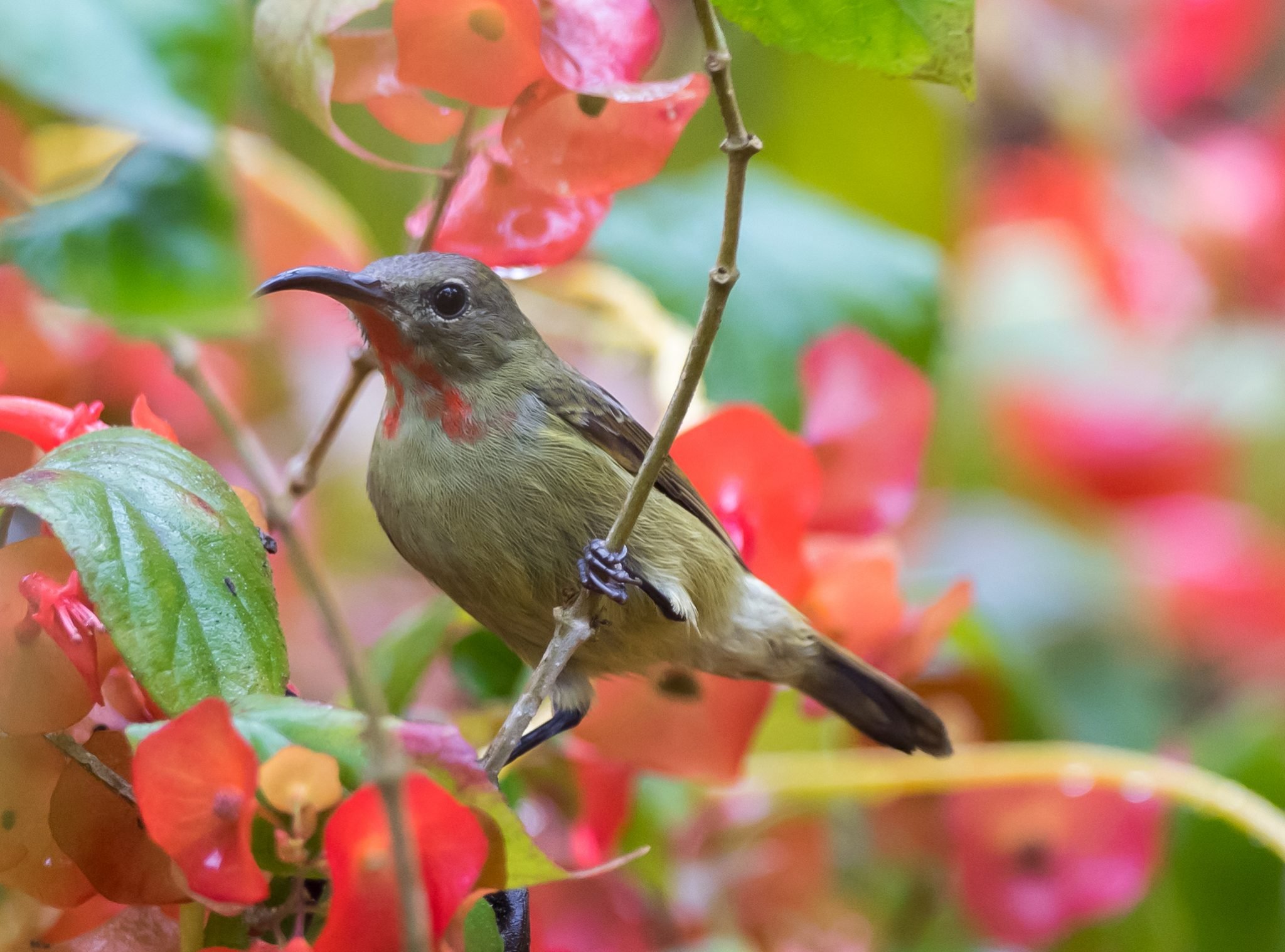 Birding Xishuangbanna, Yunnan, China - 10,000 Birds