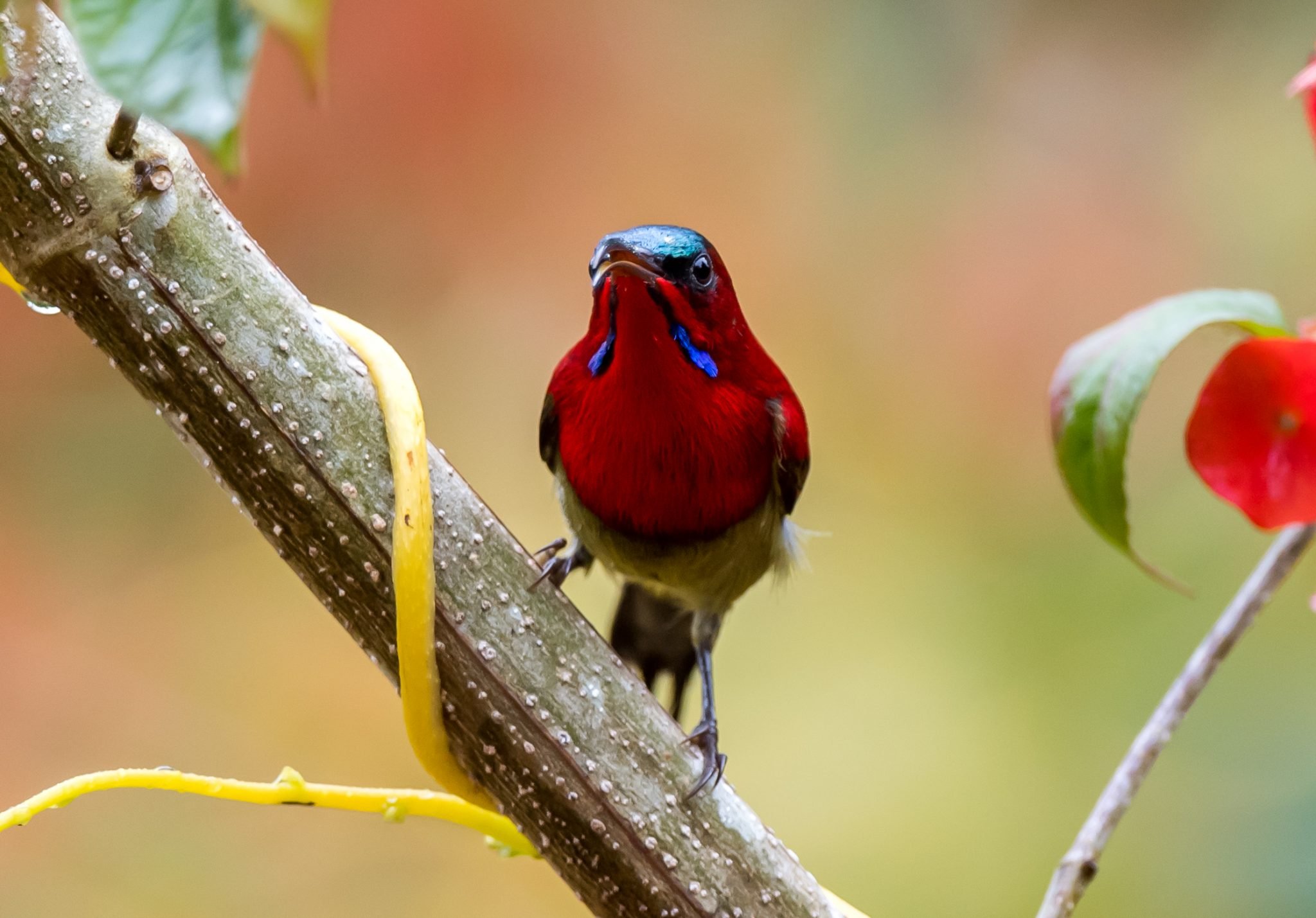 Birding Xishuangbanna, Yunnan, China - 10,000 Birds