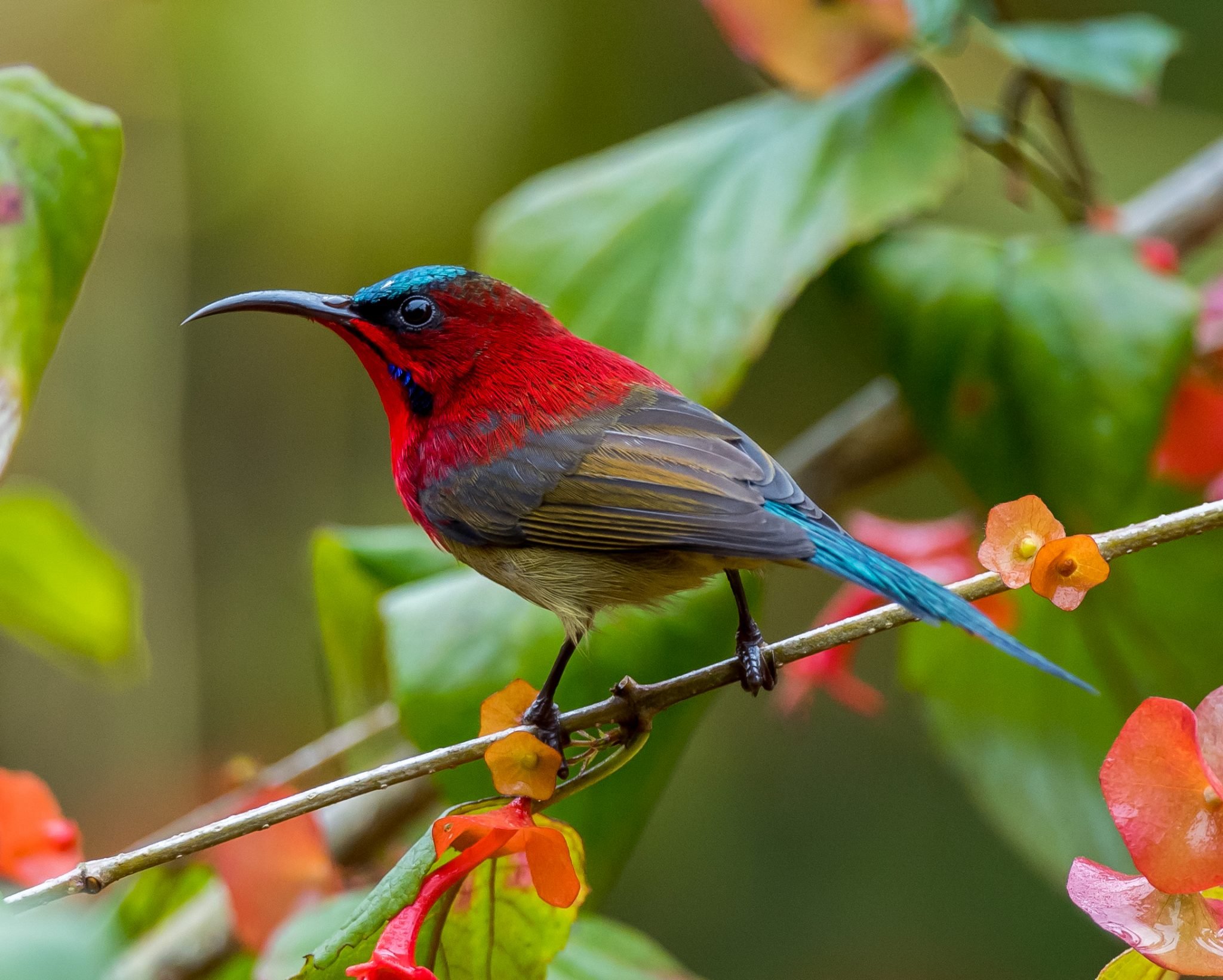 Birding Xishuangbanna, Yunnan, China - 10,000 Birds