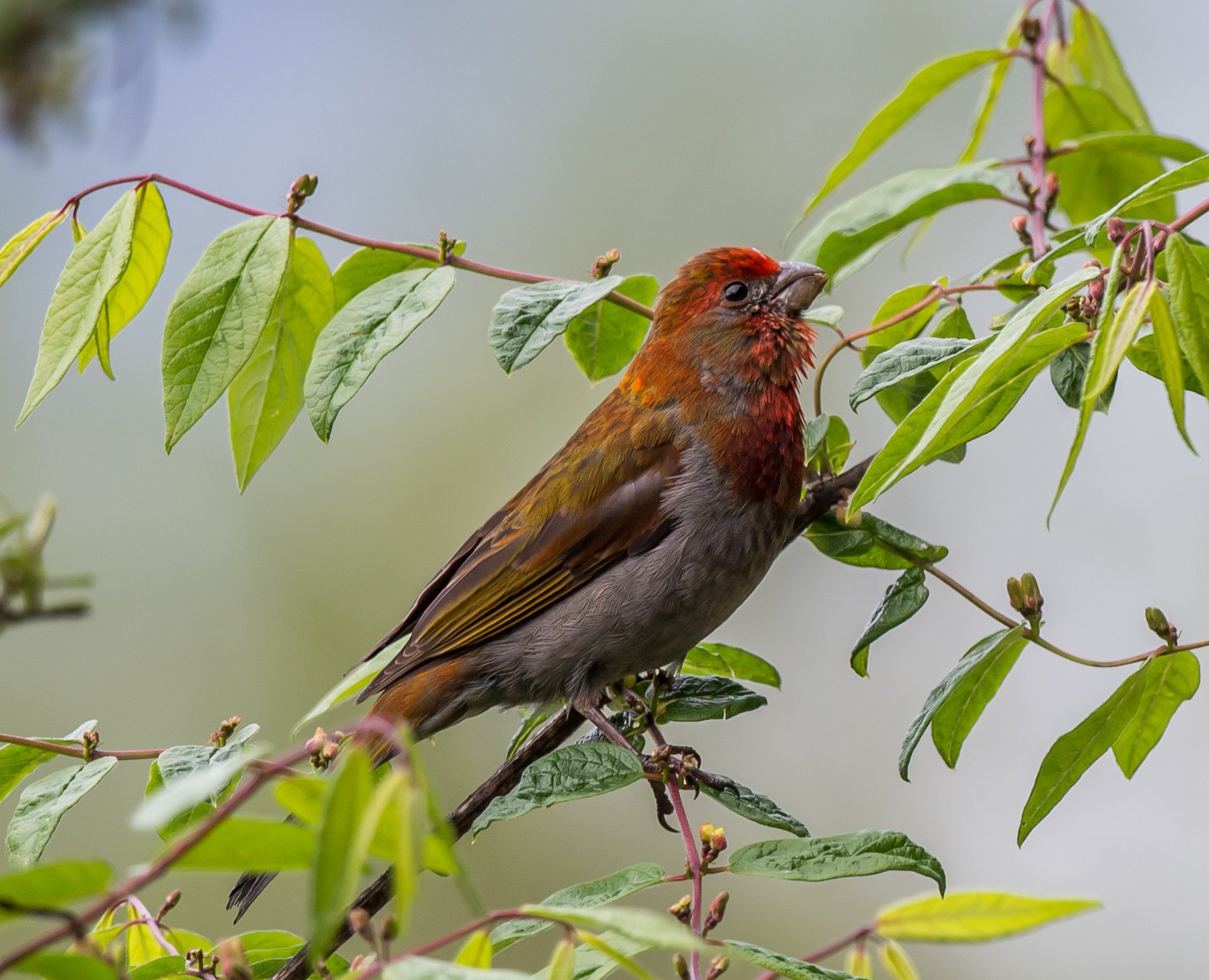 Birding Balangshan, Sichuan, China (part 2) - 10,000 Birds
