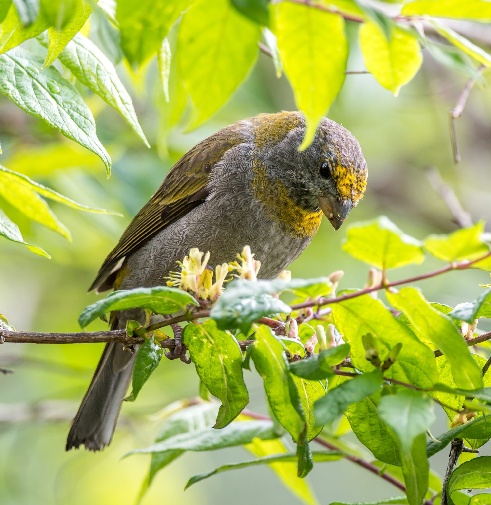 Birding Balangshan, Sichuan, China (part 2) - 10,000 Birds