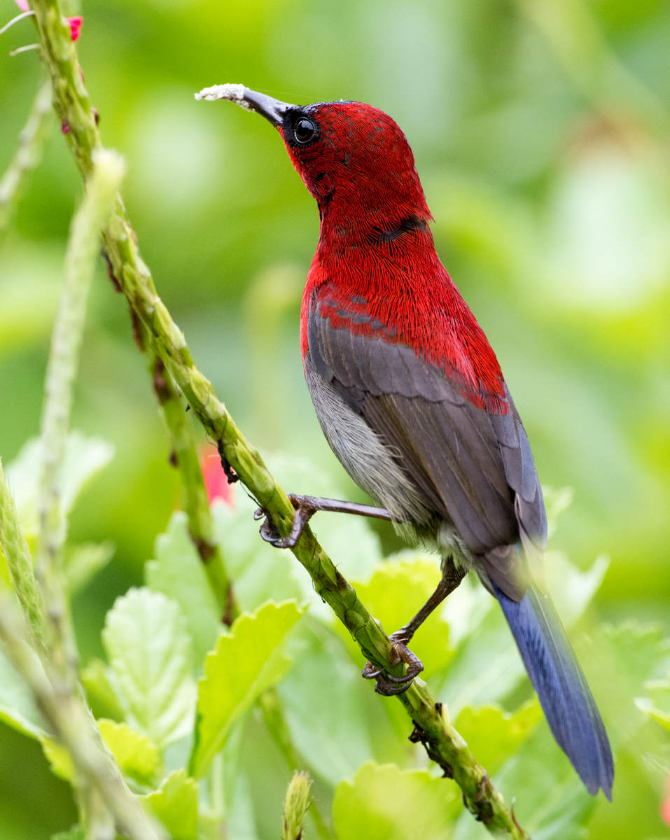 Birding Singapore - 10,000 Birds