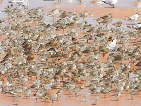 Crowded beaches - 10,000 Birds