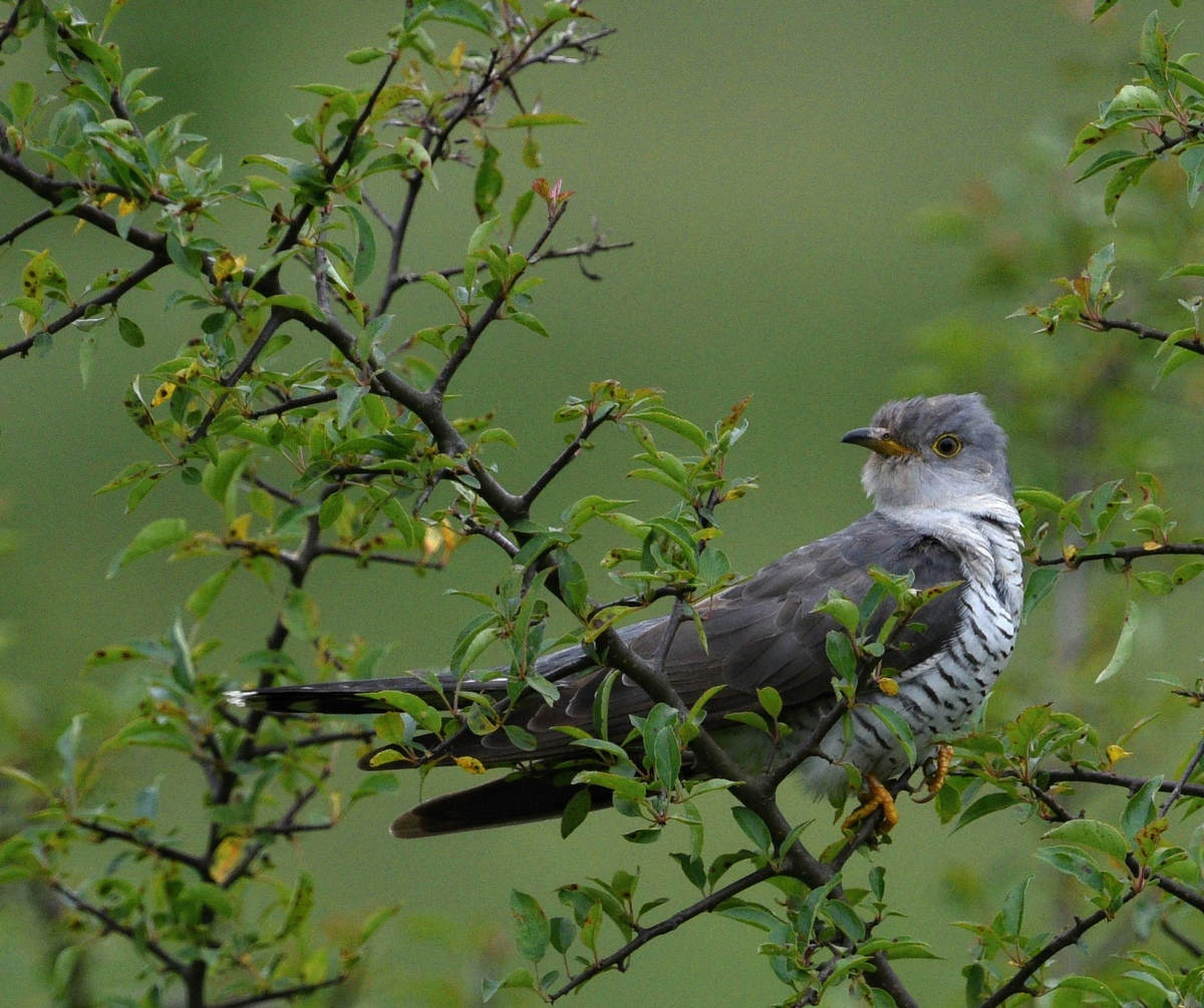 Some common birds of Shennongjia, China - 10,000 Birds