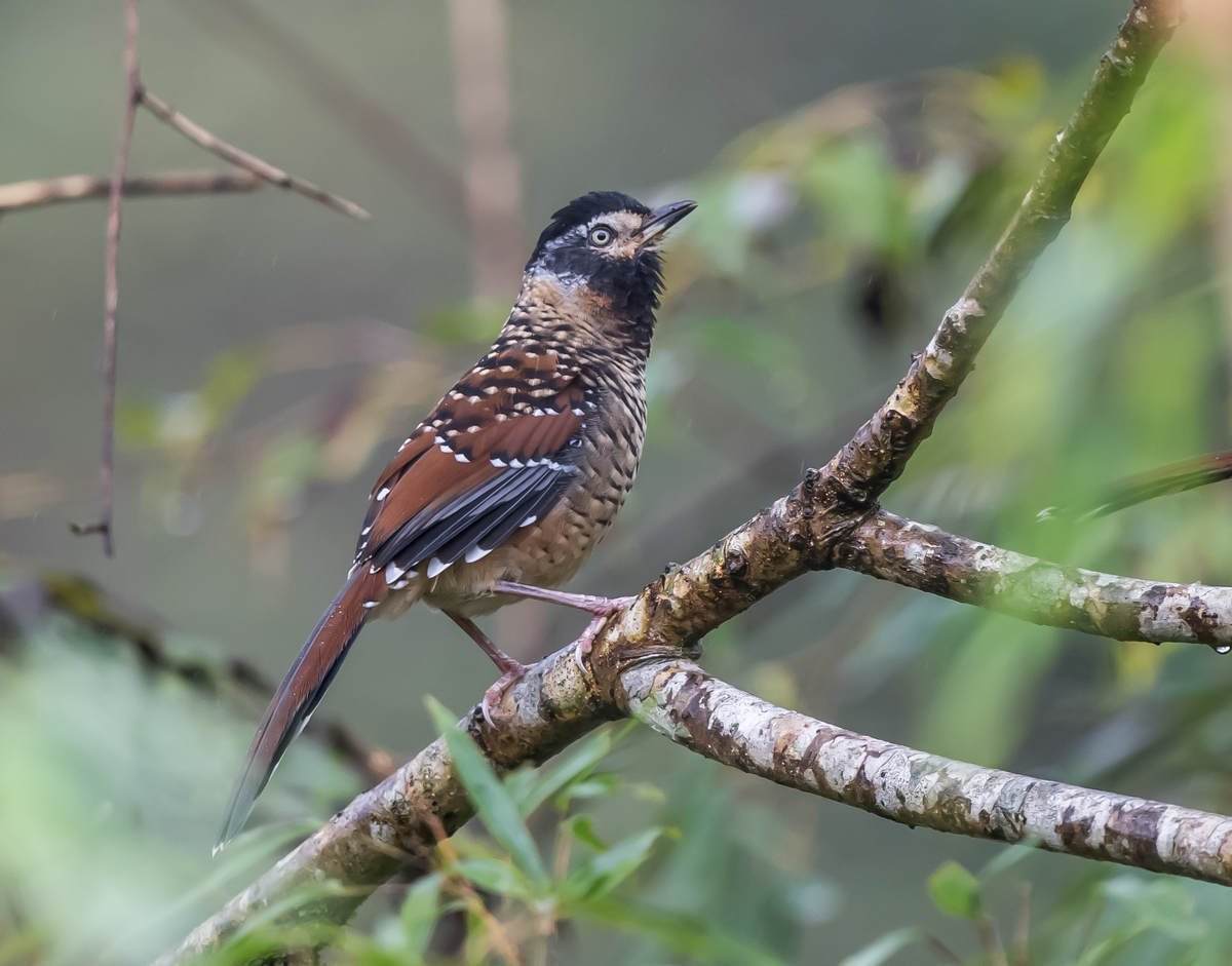 Birding Longcanggou, Sichuan - 10,000 Birds