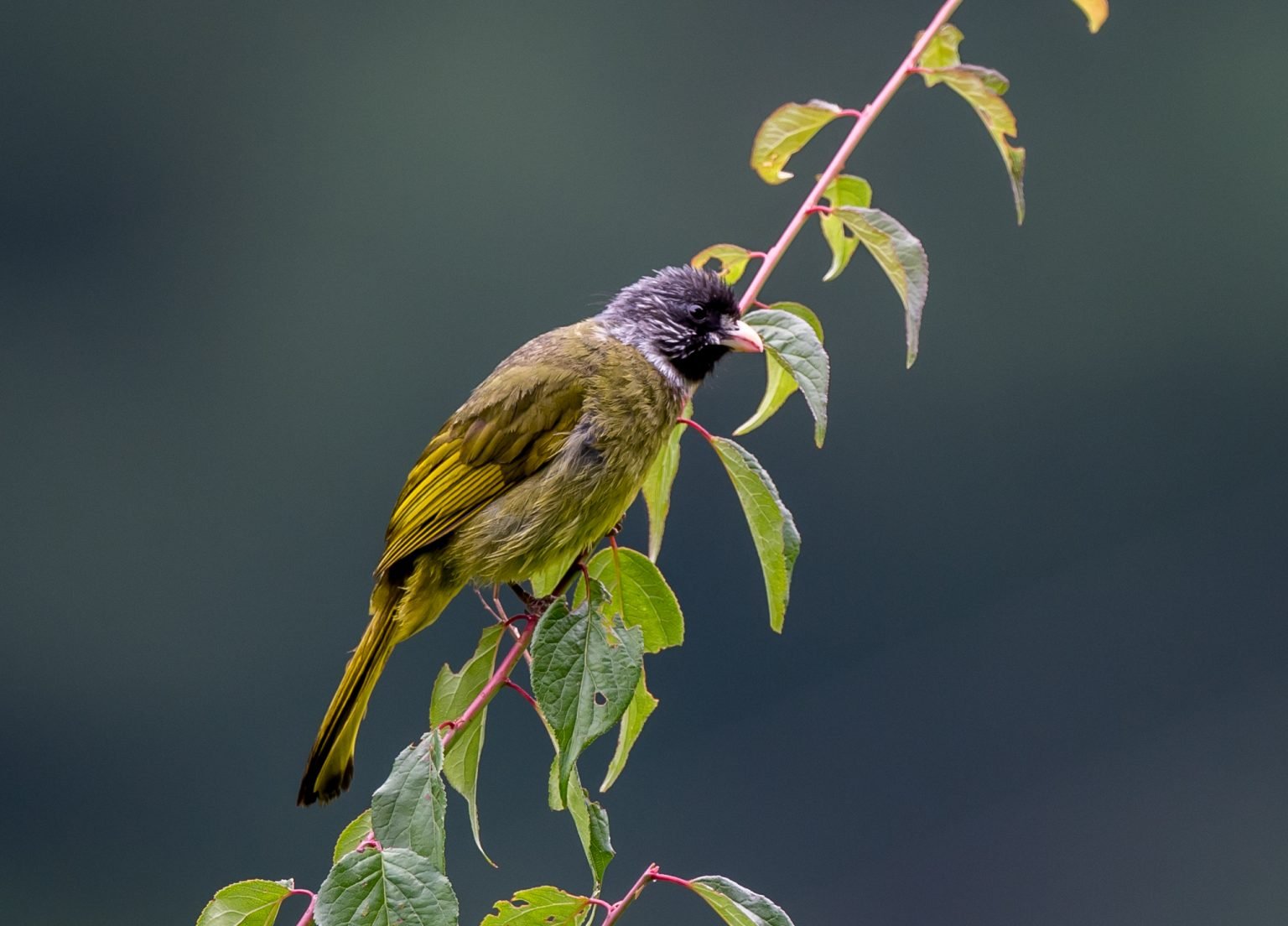 Birding Wolongshan, Sichuan, China - 10,000 Birds