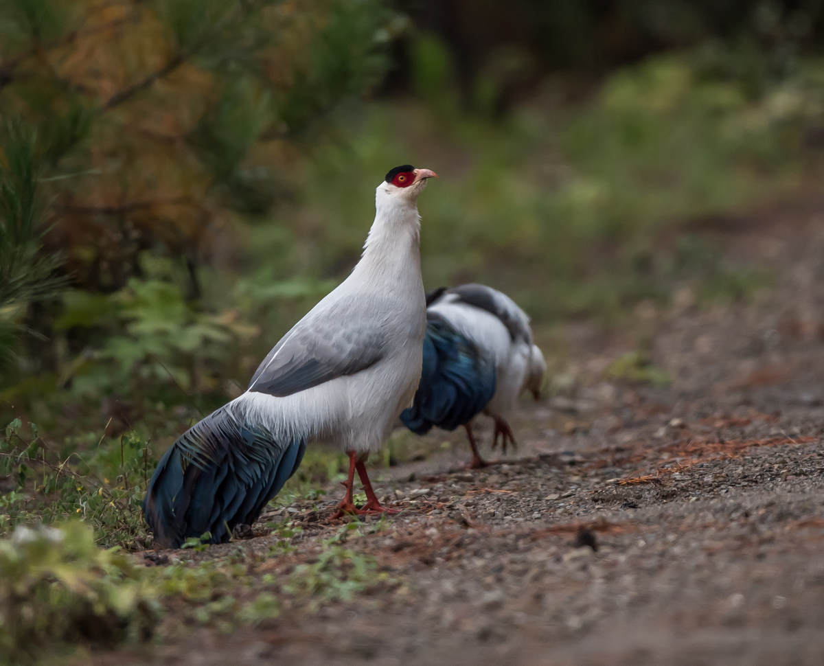 Birding a monastery: Zhaga, Western Sichuan - 10,000 Birds