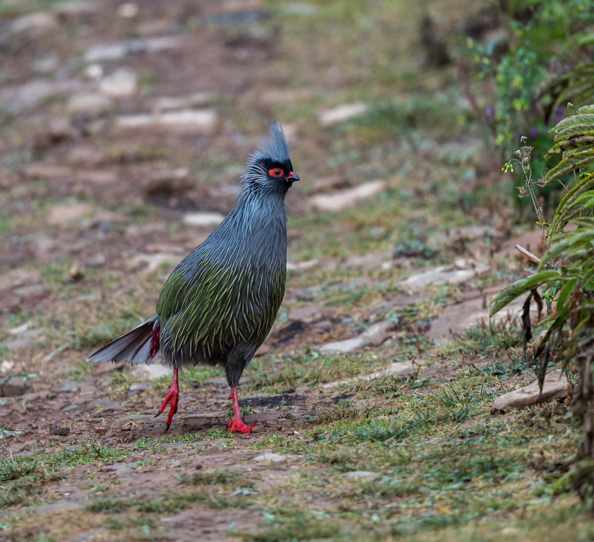 Birding a monastery: Zhaga, Western Sichuan - 10,000 Birds