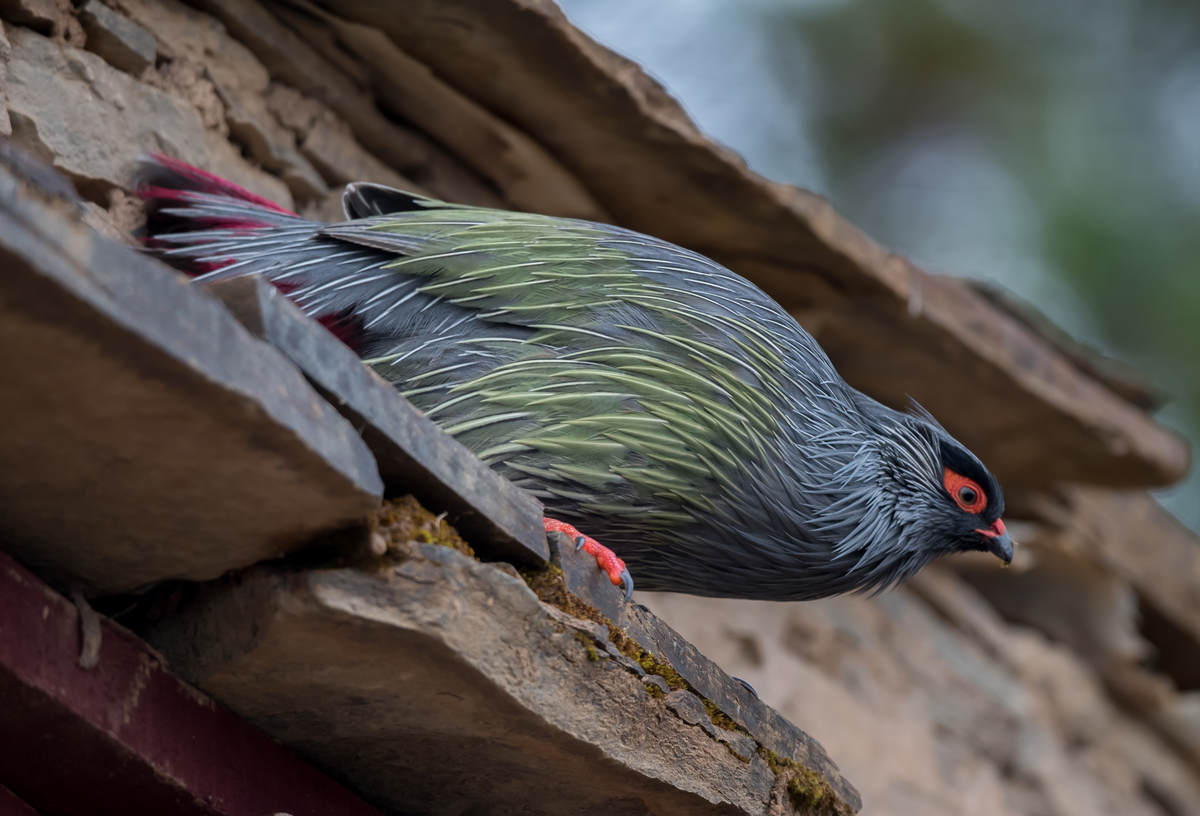 Birding a monastery: Zhaga, Western Sichuan - 10,000 Birds