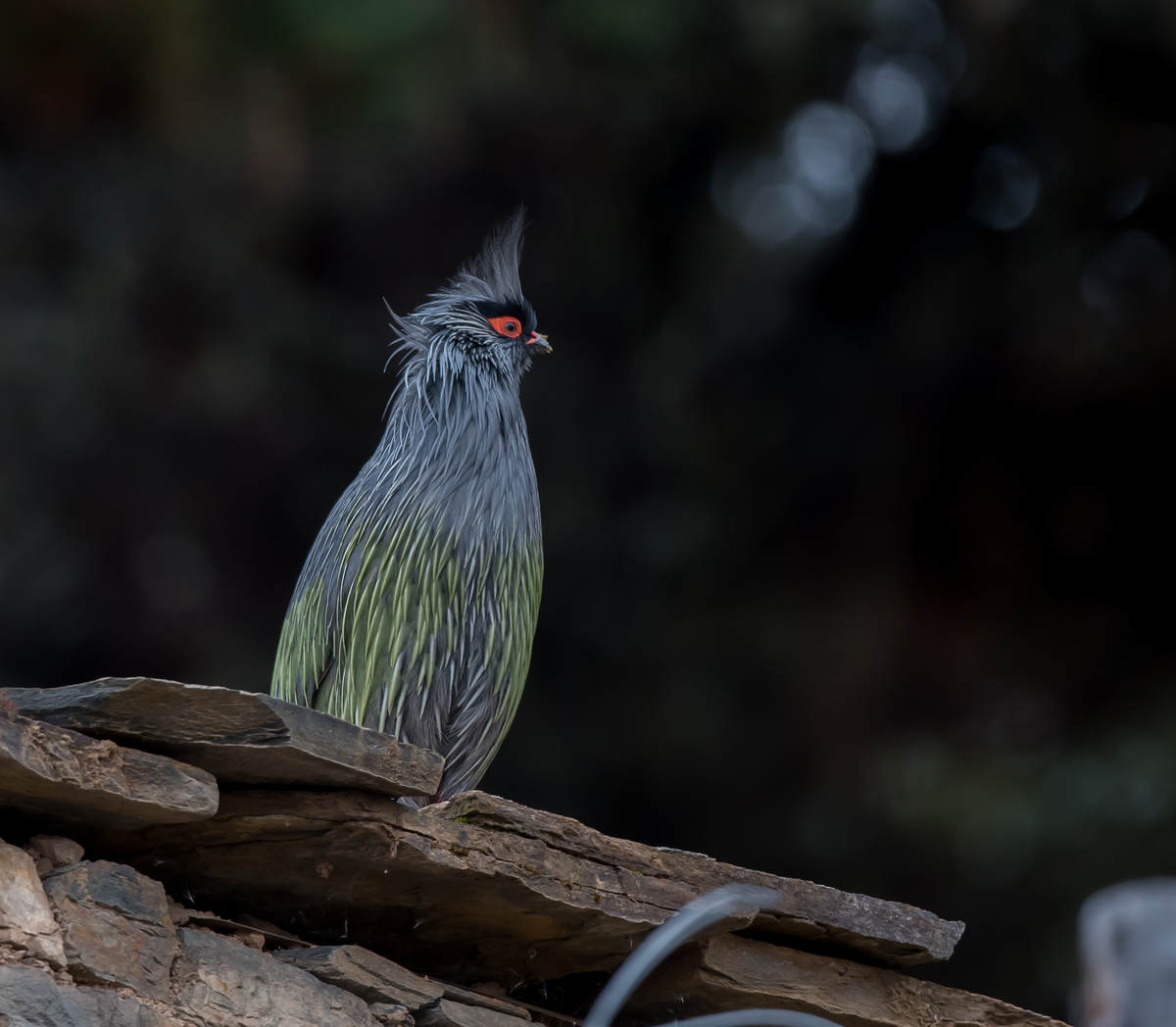 Birding a monastery: Zhaga, Western Sichuan - 10,000 Birds