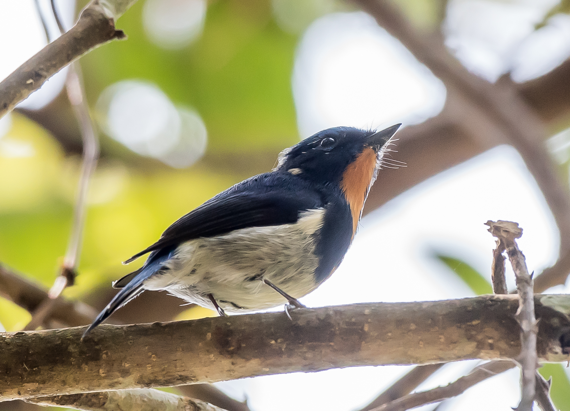 Birding Nabang, Yunnan (1) - 10,000 Birds