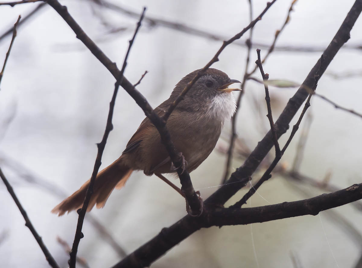 Birding Danba, Western Sichuan - 10,000 Birds