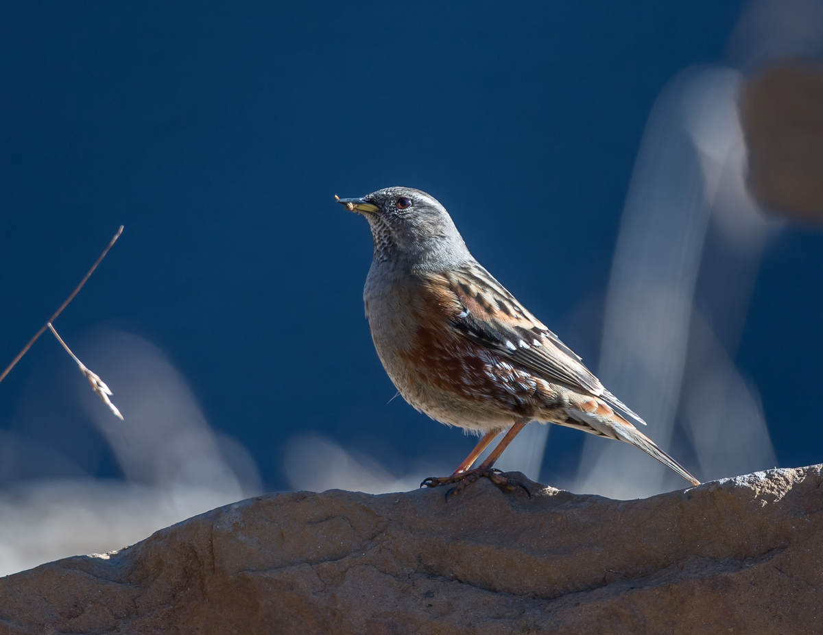 Birding Balangshan, Sichuan, China (part 3) - 10,000 Birds