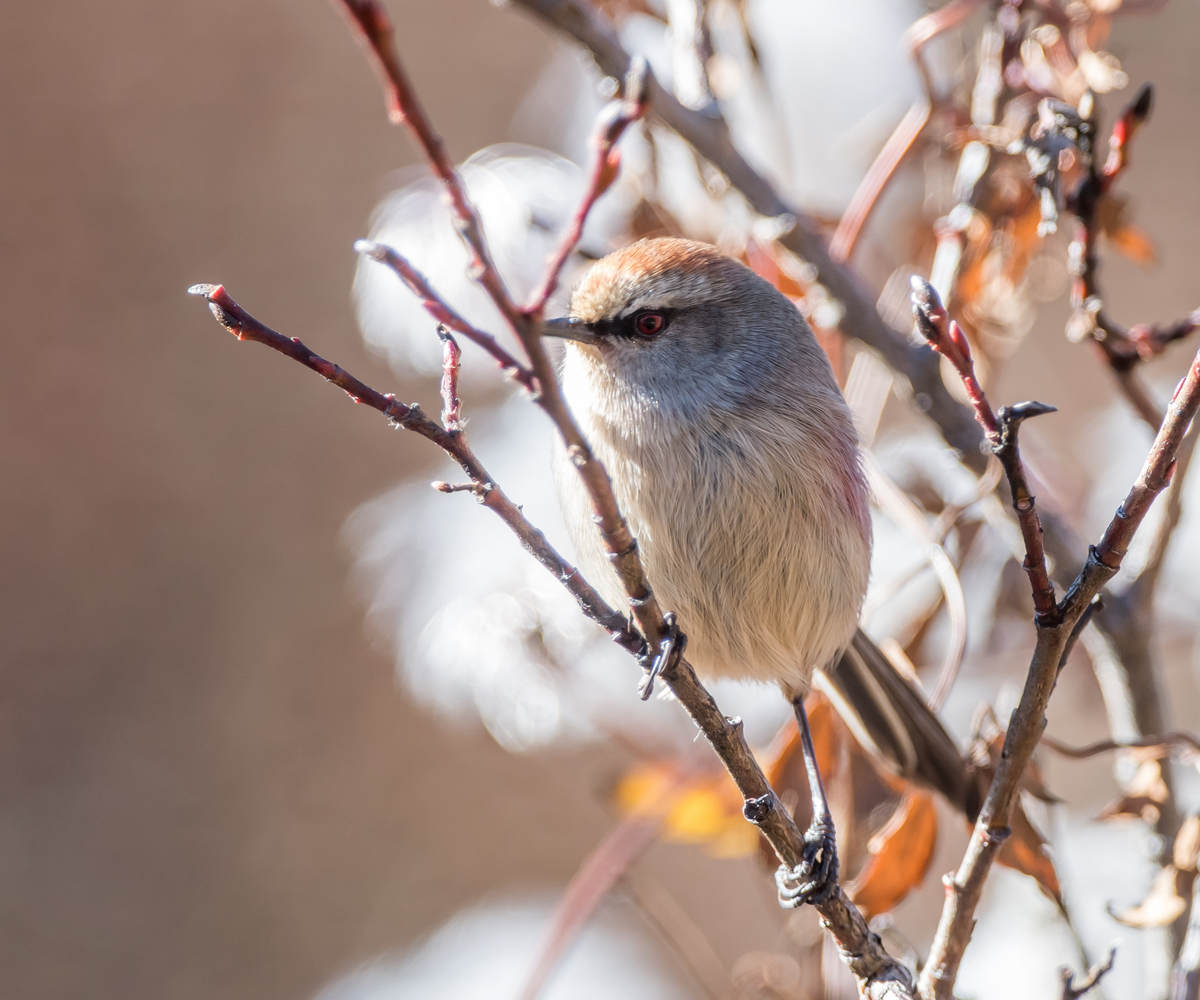 Birding Balangshan, Sichuan, China (part 3) - 10,000 Birds