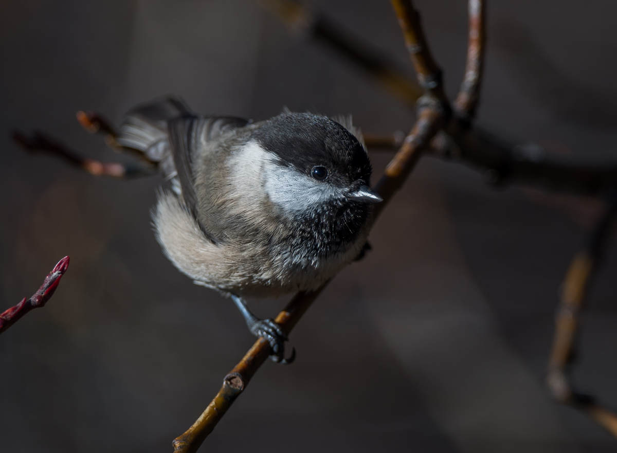 Birding Balangshan, Sichuan, China (part 3) - 10,000 Birds