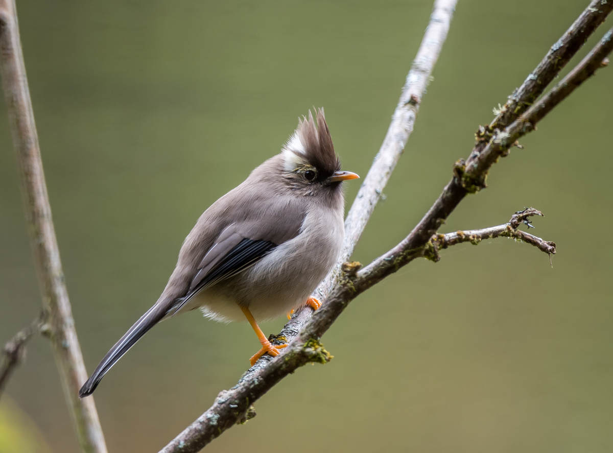 Birding Balangshan, Sichuan, China (part 3) - 10,000 Birds