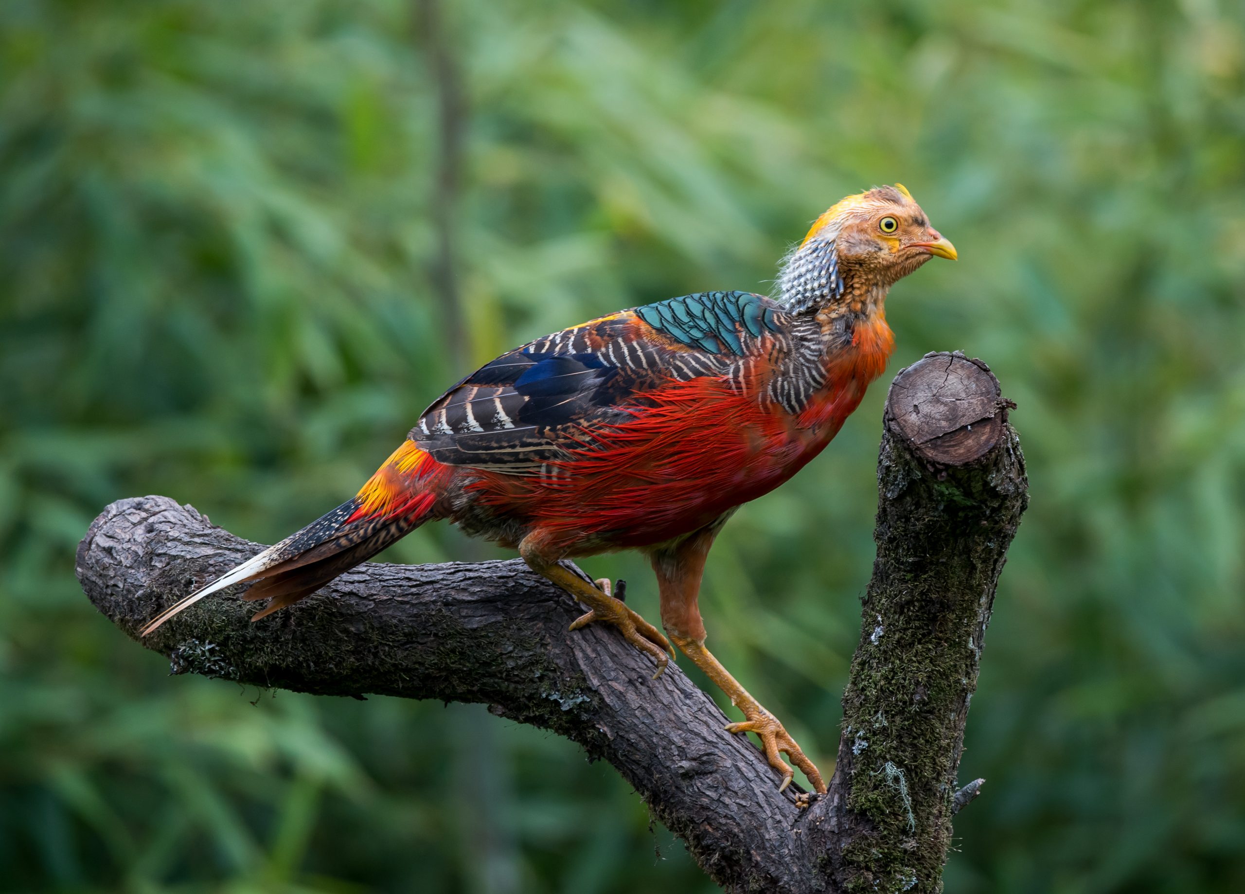 Birding Wolongshan, Sichuan, China - 10,000 Birds
