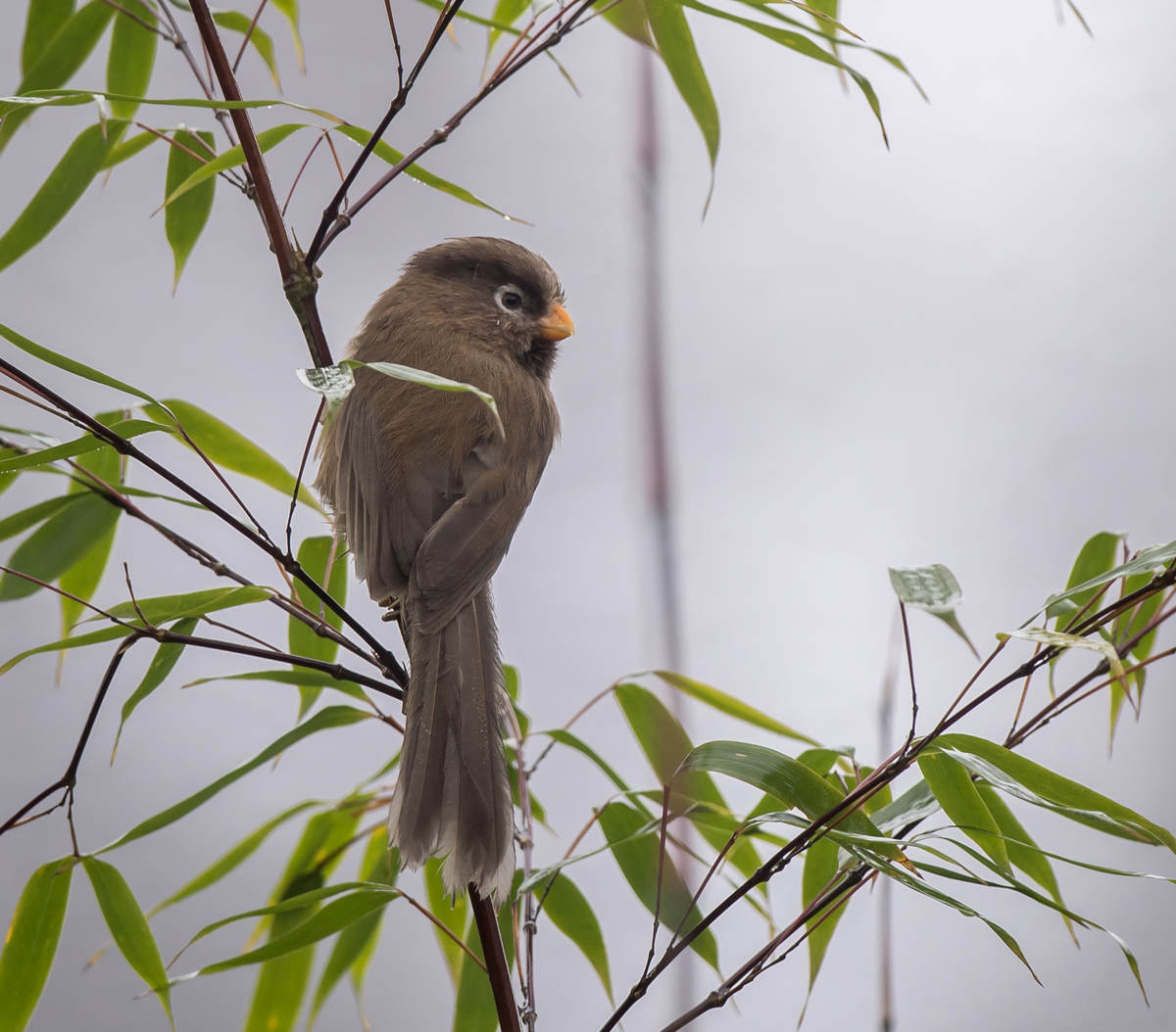 Birding Longcanggou, Sichuan - 10,000 Birds