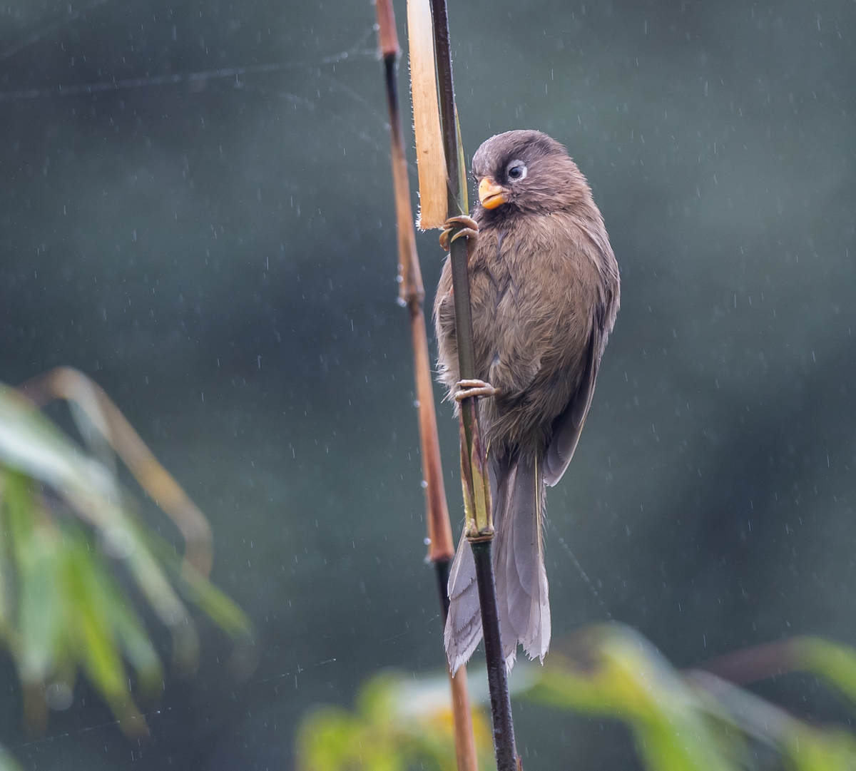 Birding Longcanggou, Sichuan - 10,000 Birds