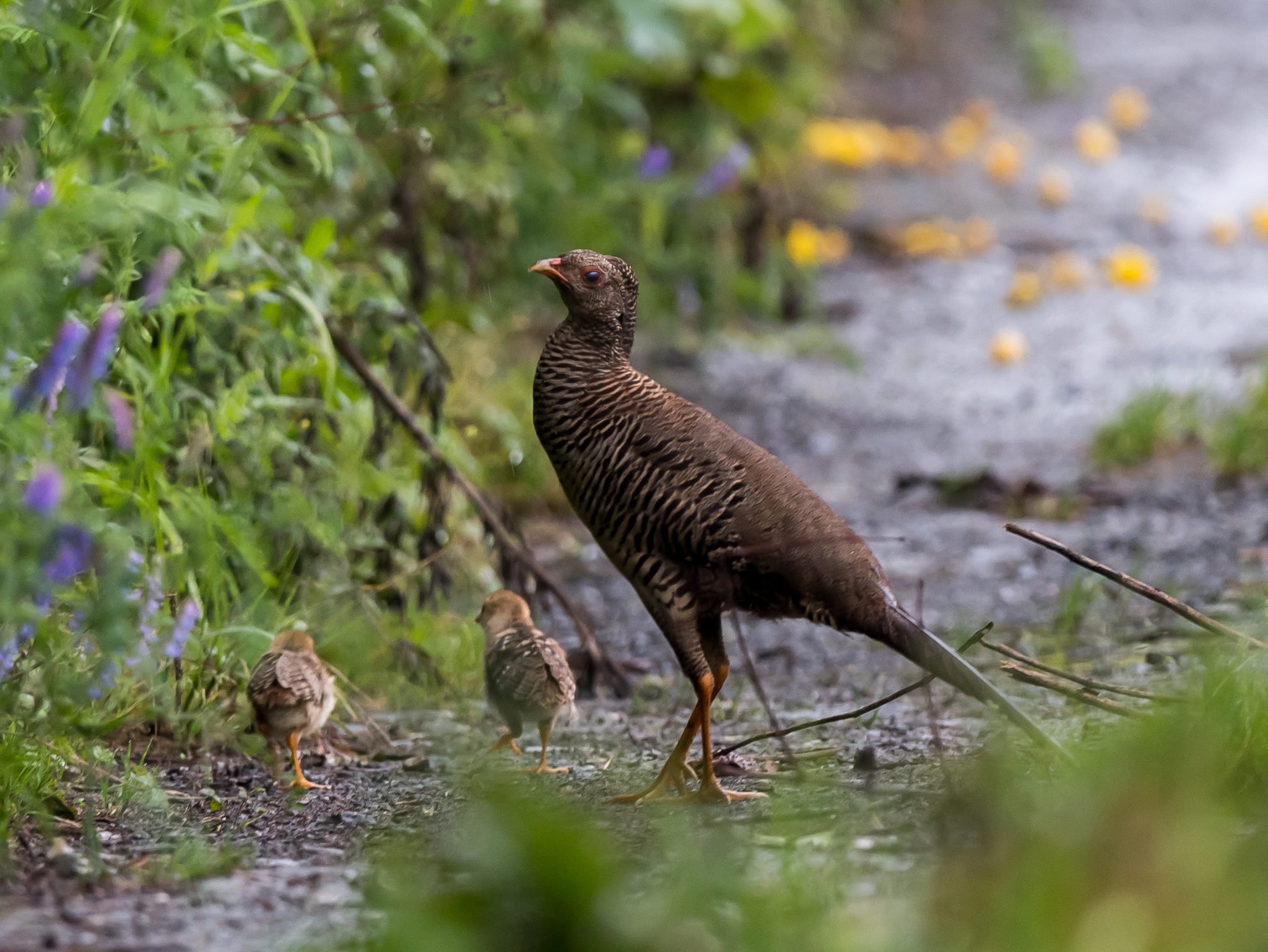 Birding Wolongshan, Sichuan, China - 10,000 Birds