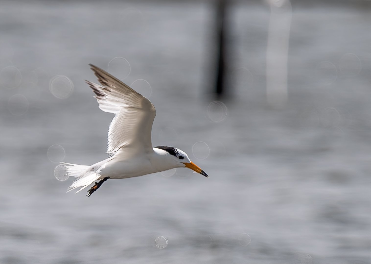 Chinese Crested Tern at Nanhui, Shanghai - 10,000 Birds