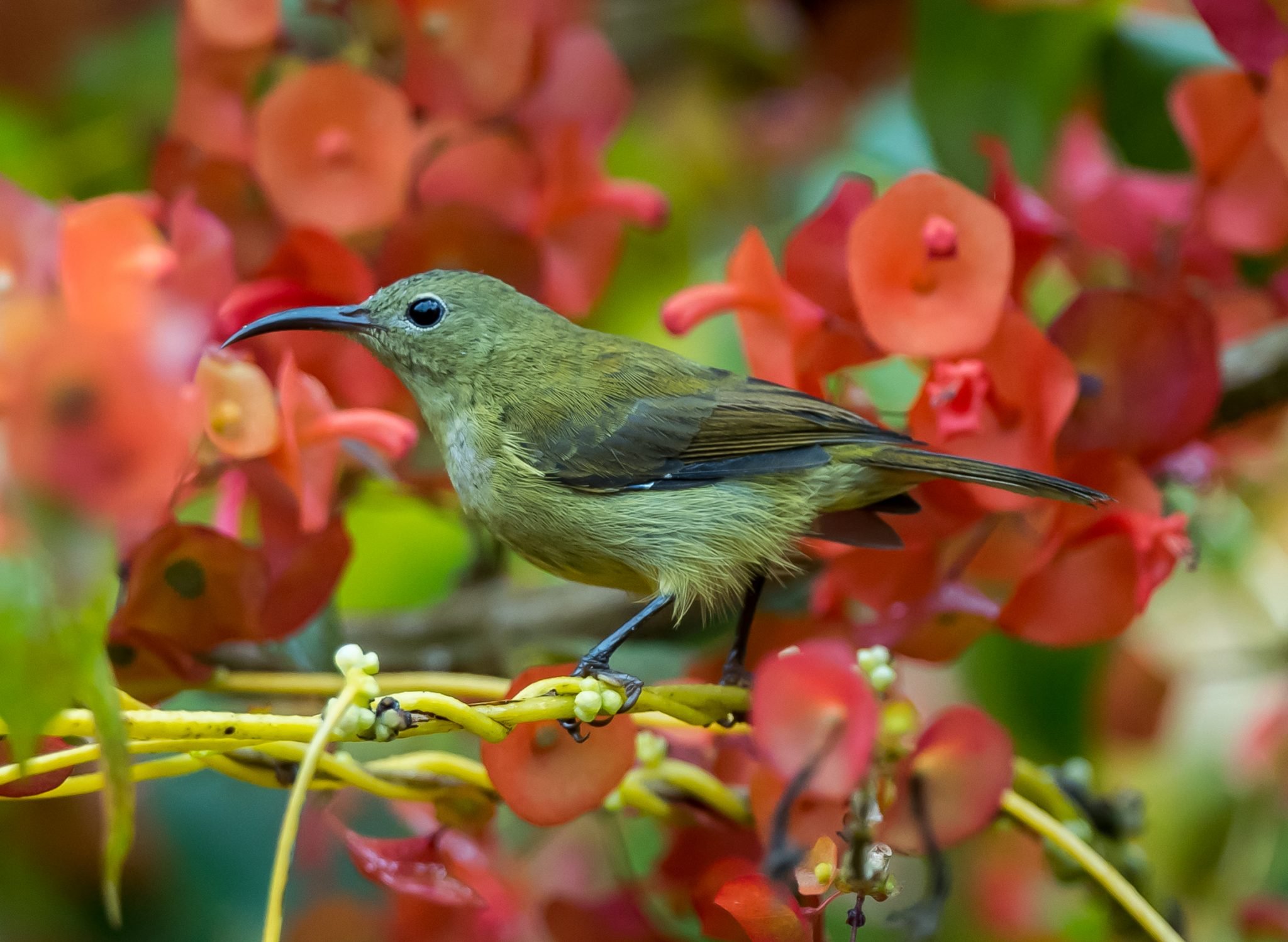 Birding Xishuangbanna, Yunnan, China - 10,000 Birds