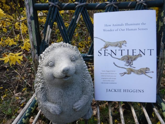 Sentient: a book review - 10,000 Birds