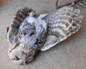 The Devil Is In The D-Con - 10,000 Birds