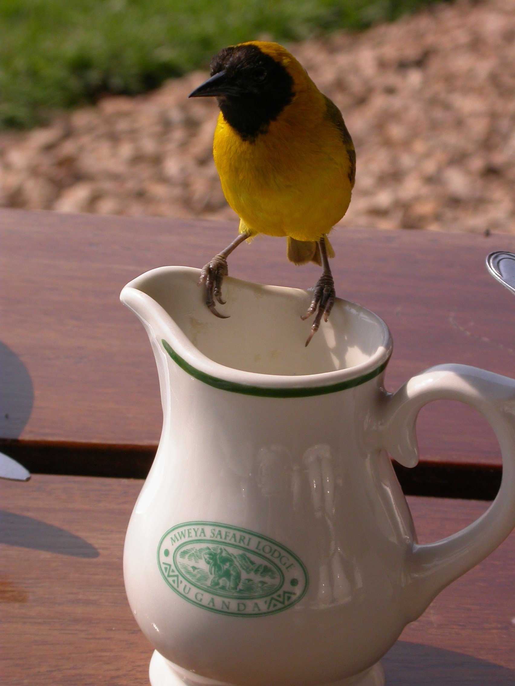 Birds for breakfast - 10,000 Birds