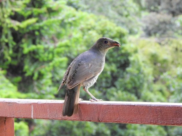 SE QLD Birding Destination – The Bunya Mountains - 10,000 Birds