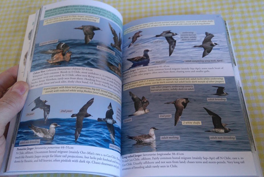 Birds of Chile - A Photo Guide - 10,000 Birds