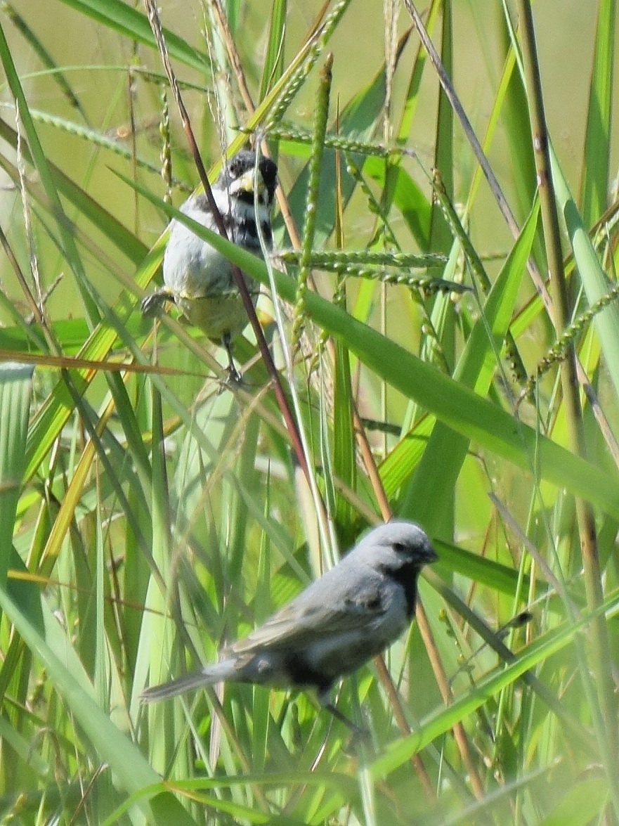 Business Birding Basics - part II - 10,000 Birds
