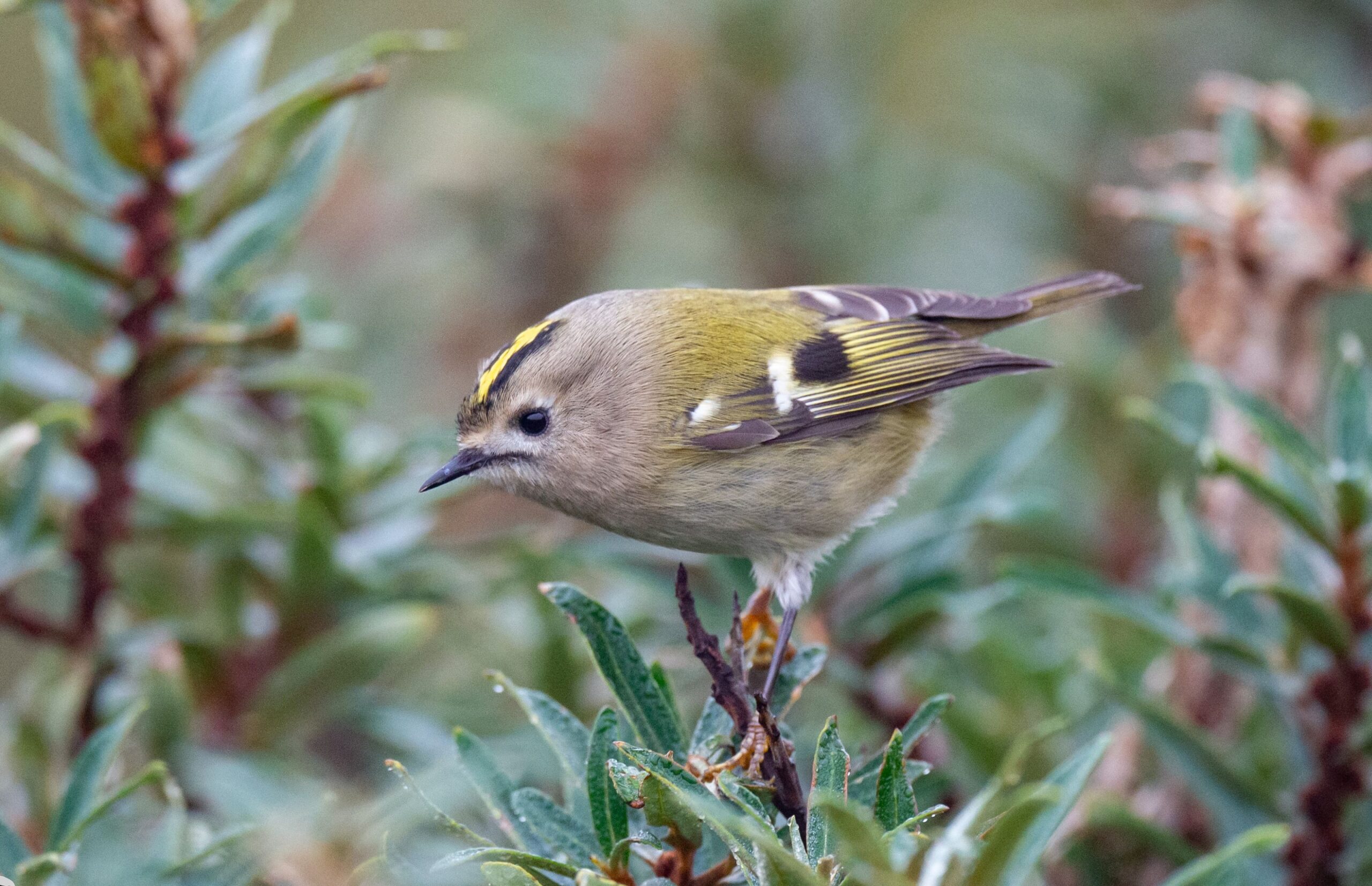 Birding Heligoland in Late September - 10,000 Birds