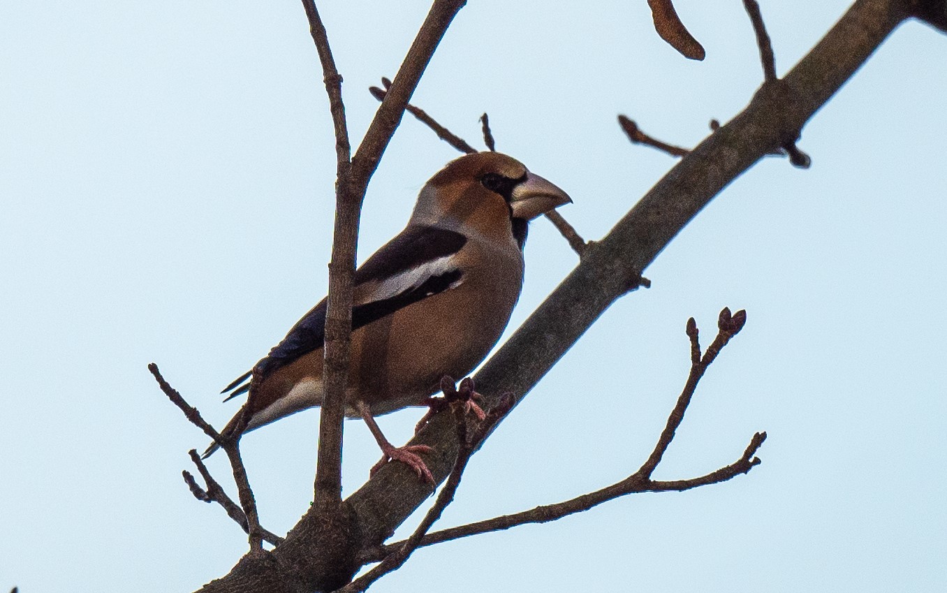 Winter Birding in Bonn - 10,000 Birds