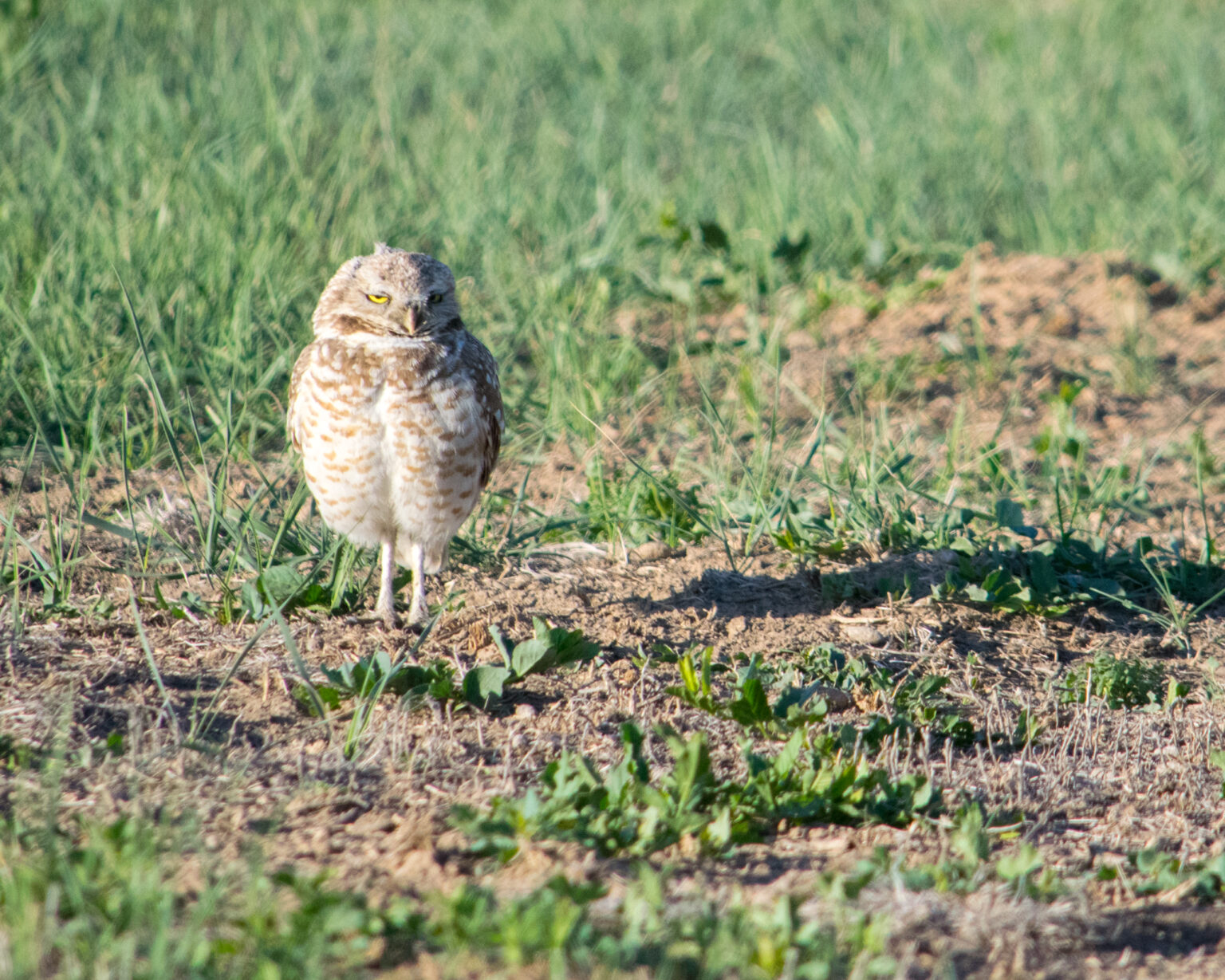 Chronic Exposure in Colorado - 10,000 Birds
