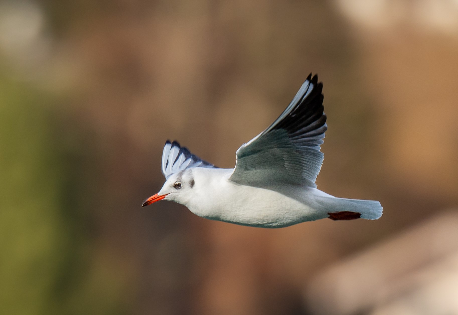Winter Birding in Bonn - 10,000 Birds