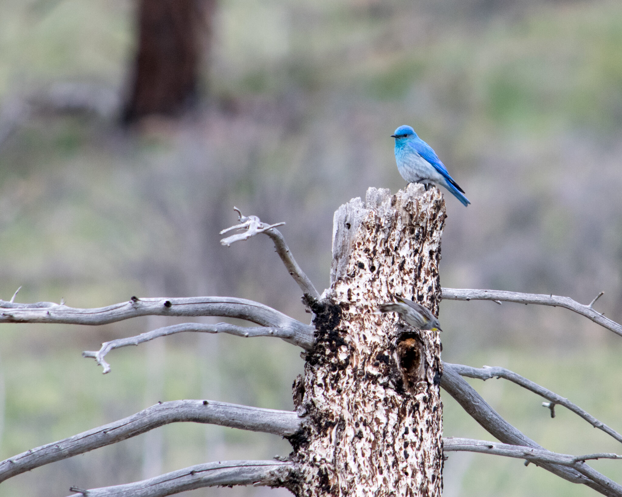 Chronic Exposure in Colorado - 10,000 Birds