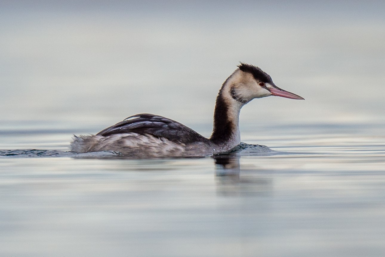 Winter Birding in Bonn - 10,000 Birds