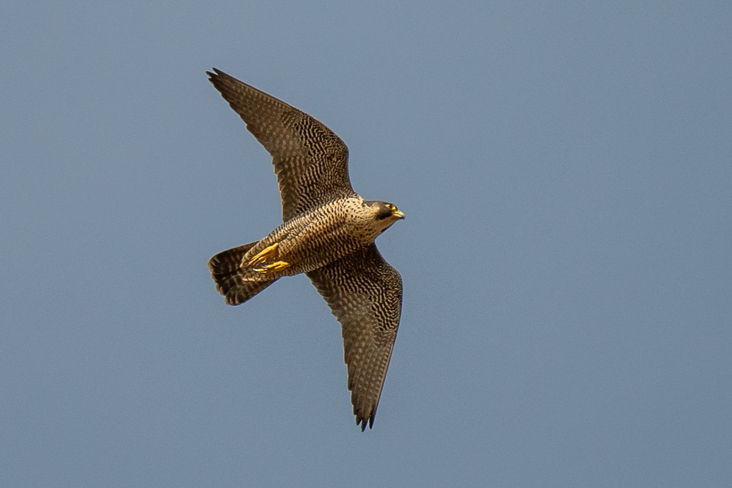 More Rewarding Rock Outcrops near Bonn - 10,000 Birds