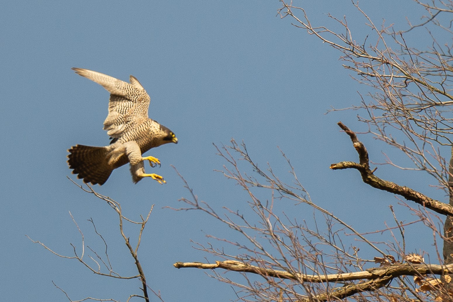 More Rewarding Rock Outcrops near Bonn - 10,000 Birds